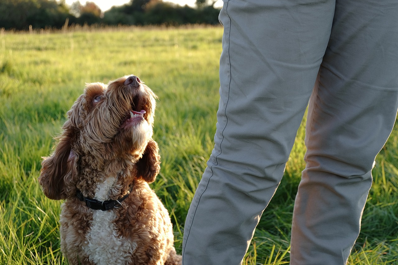 Training Programs - Mischief Managed Canine Training